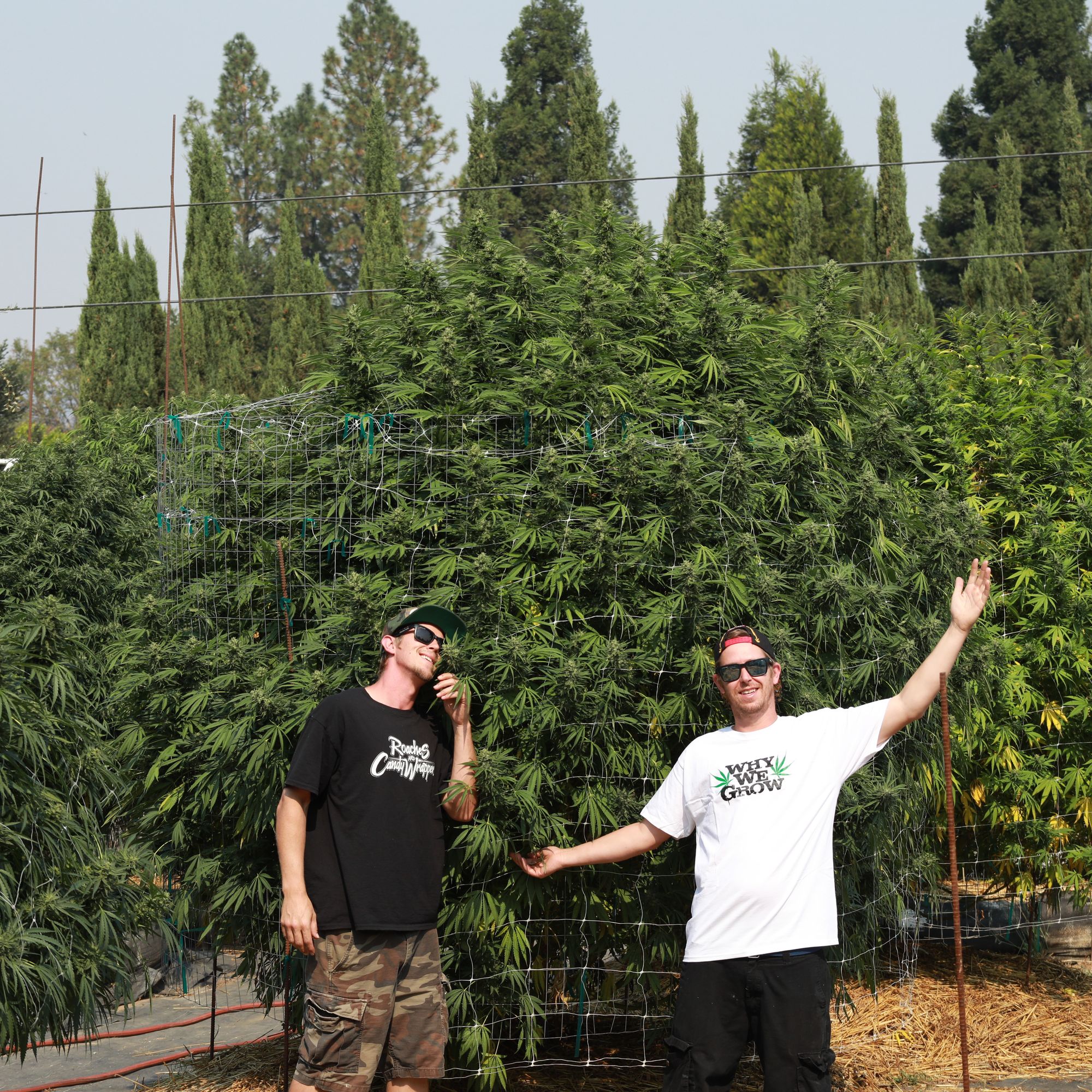 Mendo Dope - Mendo Dope Farms