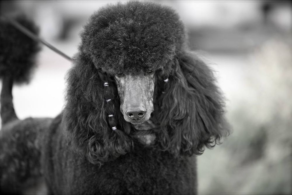 Michelet Poodles - Breeders of Fine Poodles