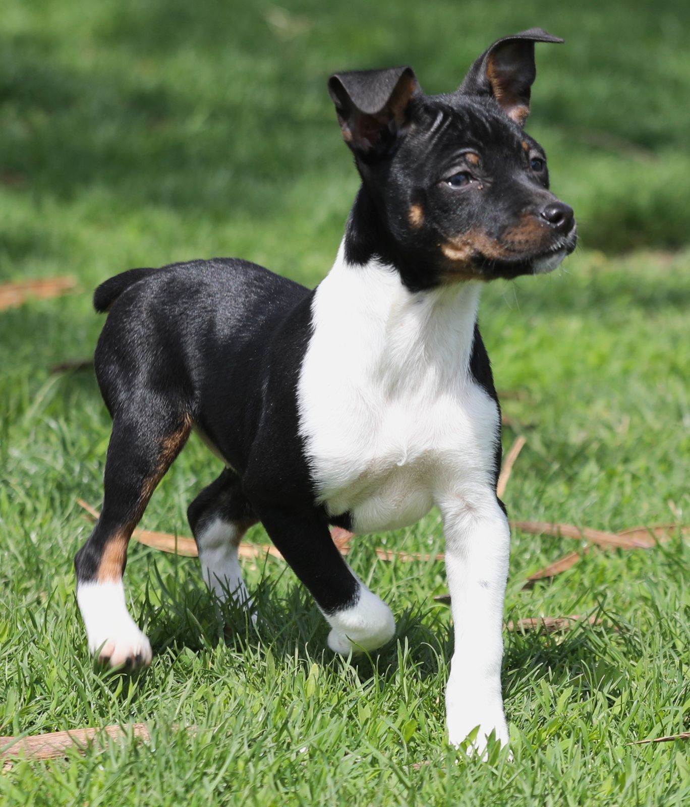 Seegmiller Standard Rat Terriers - Puppies For Sale