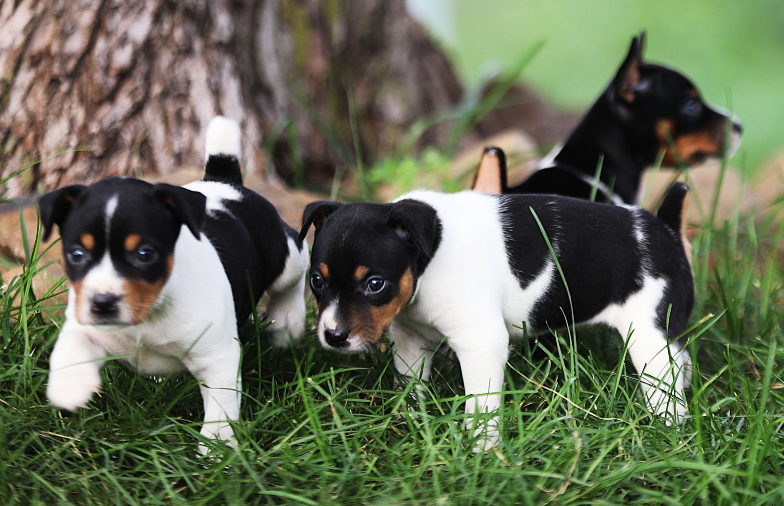 Seegmiller Standard Rat Terriers - Puppies For Sale