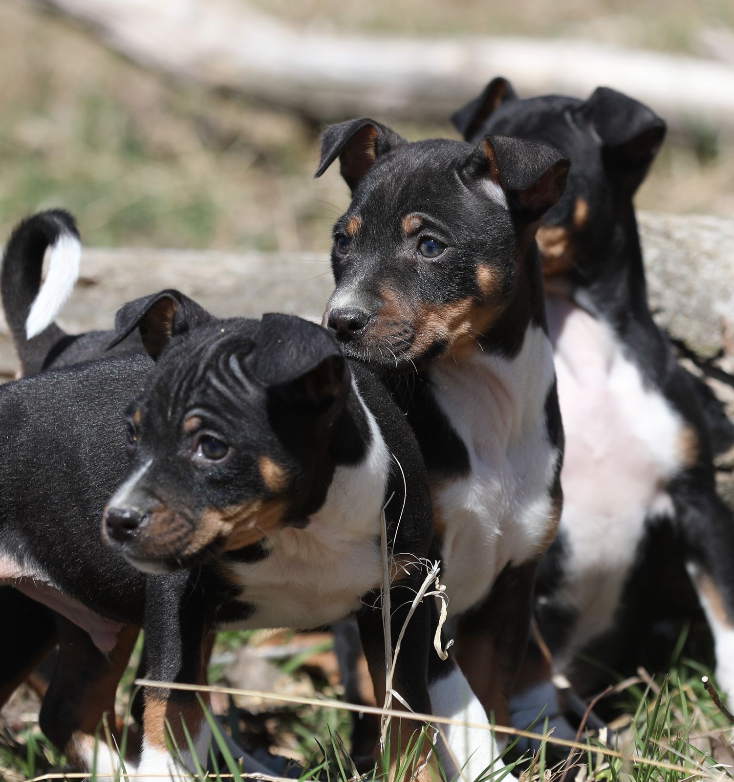 Seegmiller Standard Rat Terriers - Puppies For Sale