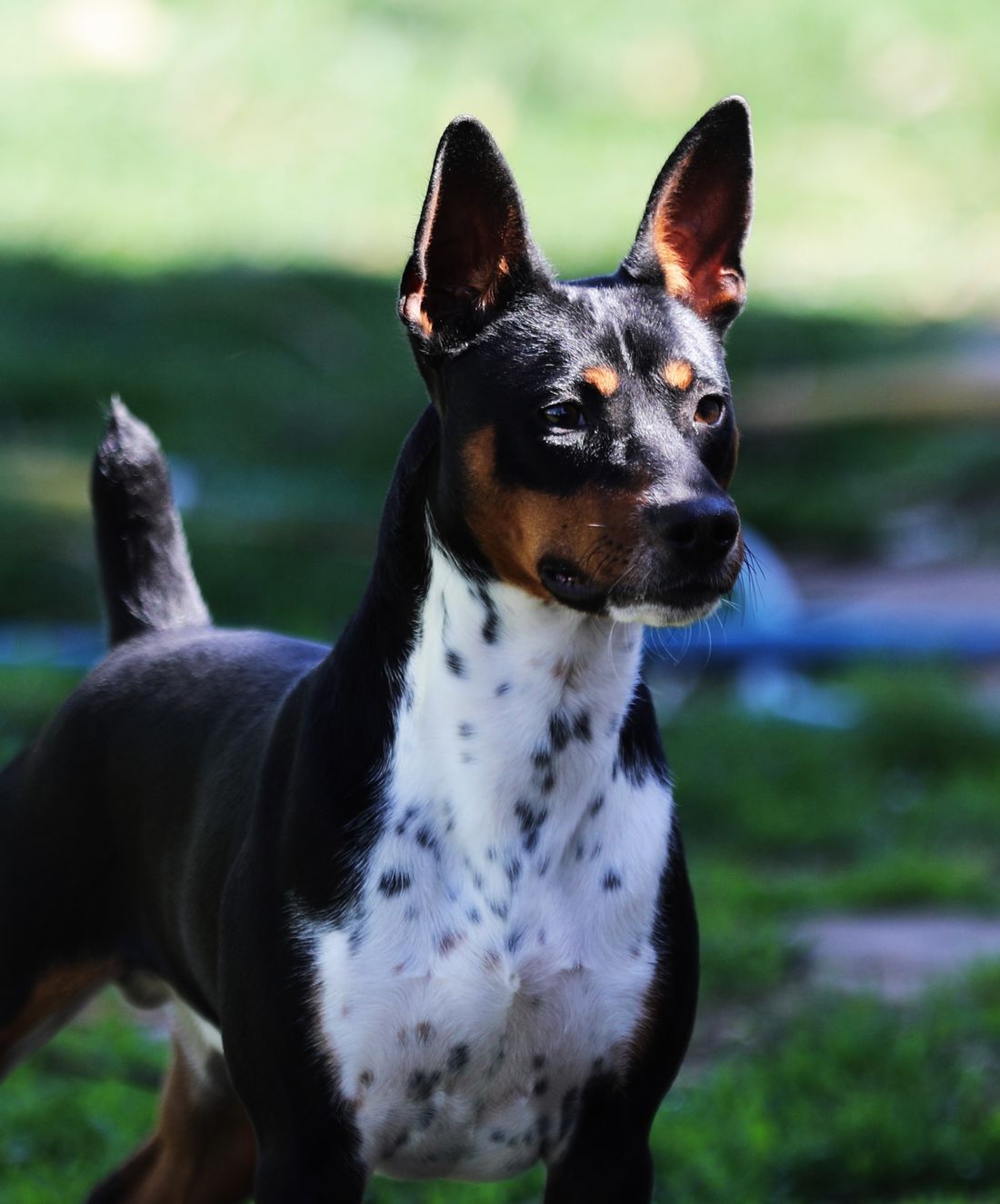 Seegmiller Standard Rat Terriers - Male Rat Terriers