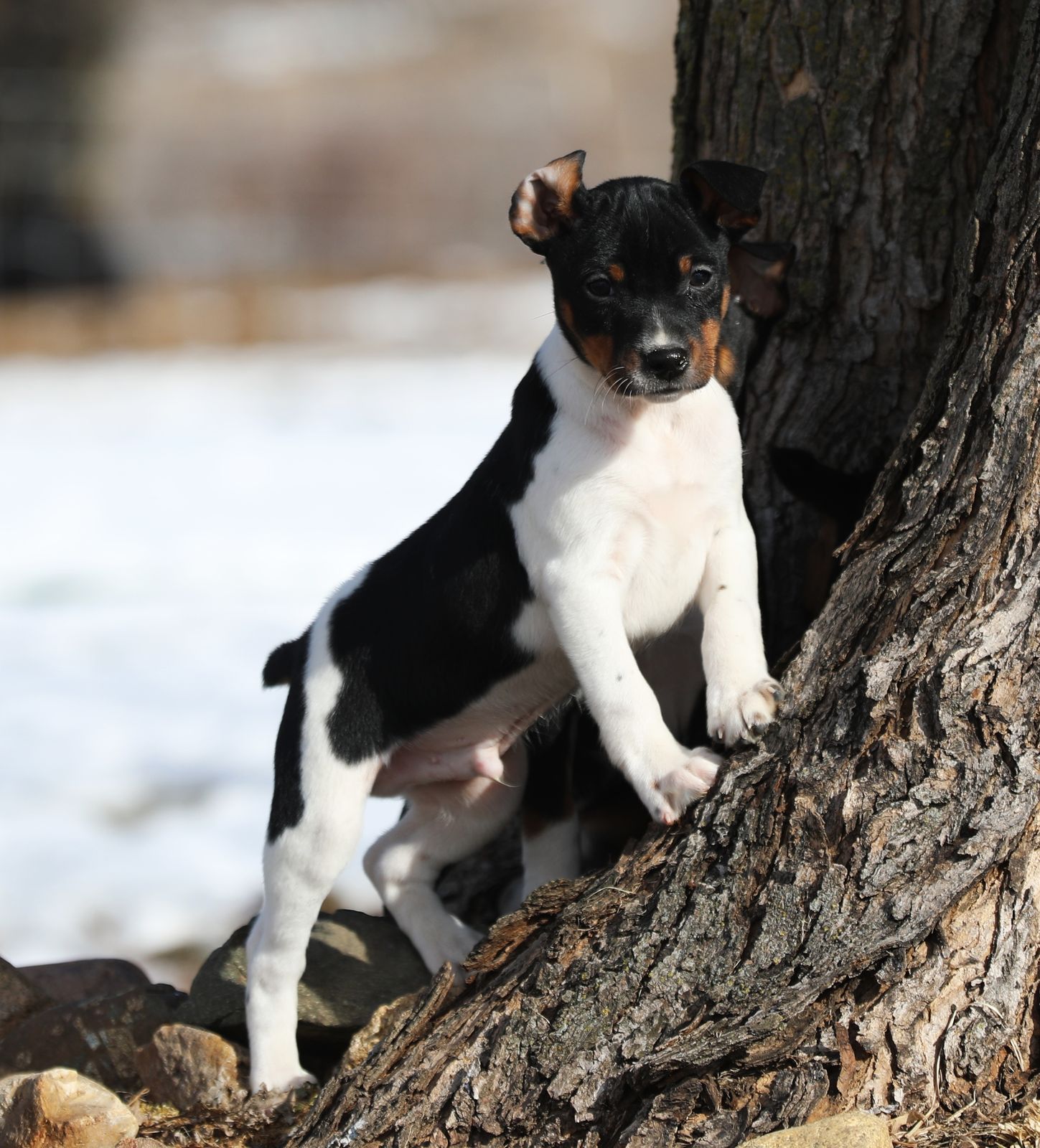 Seegmiller Standard Rat Terriers - Puppies For Sale