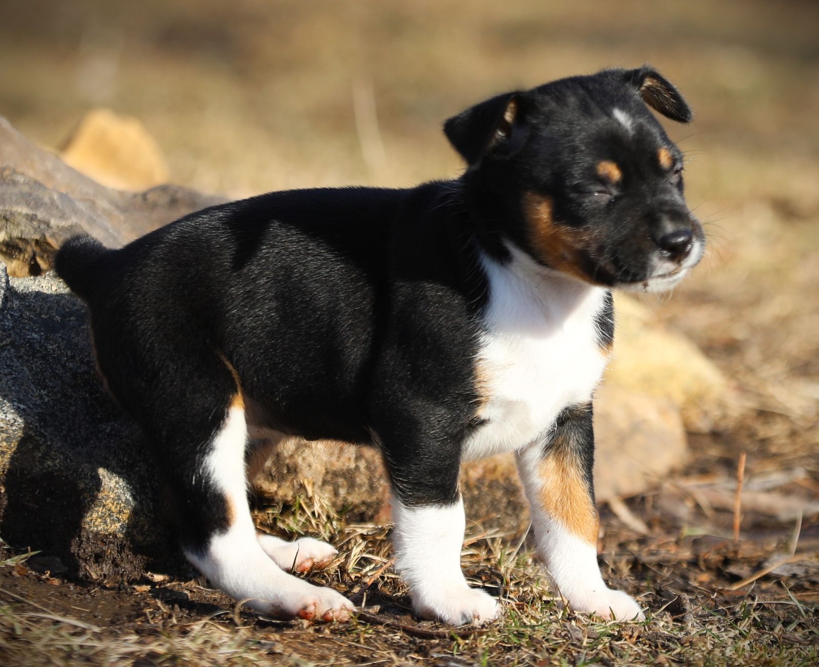 Seegmiller Standard Rat Terriers - Puppies For Sale