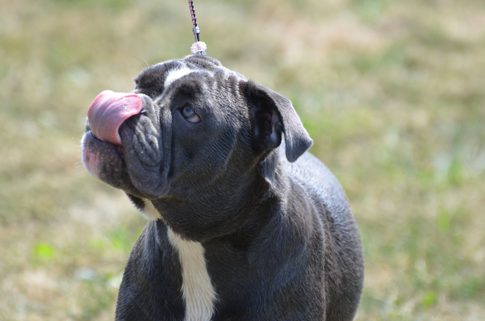 All Star Bulldogges - Pearl