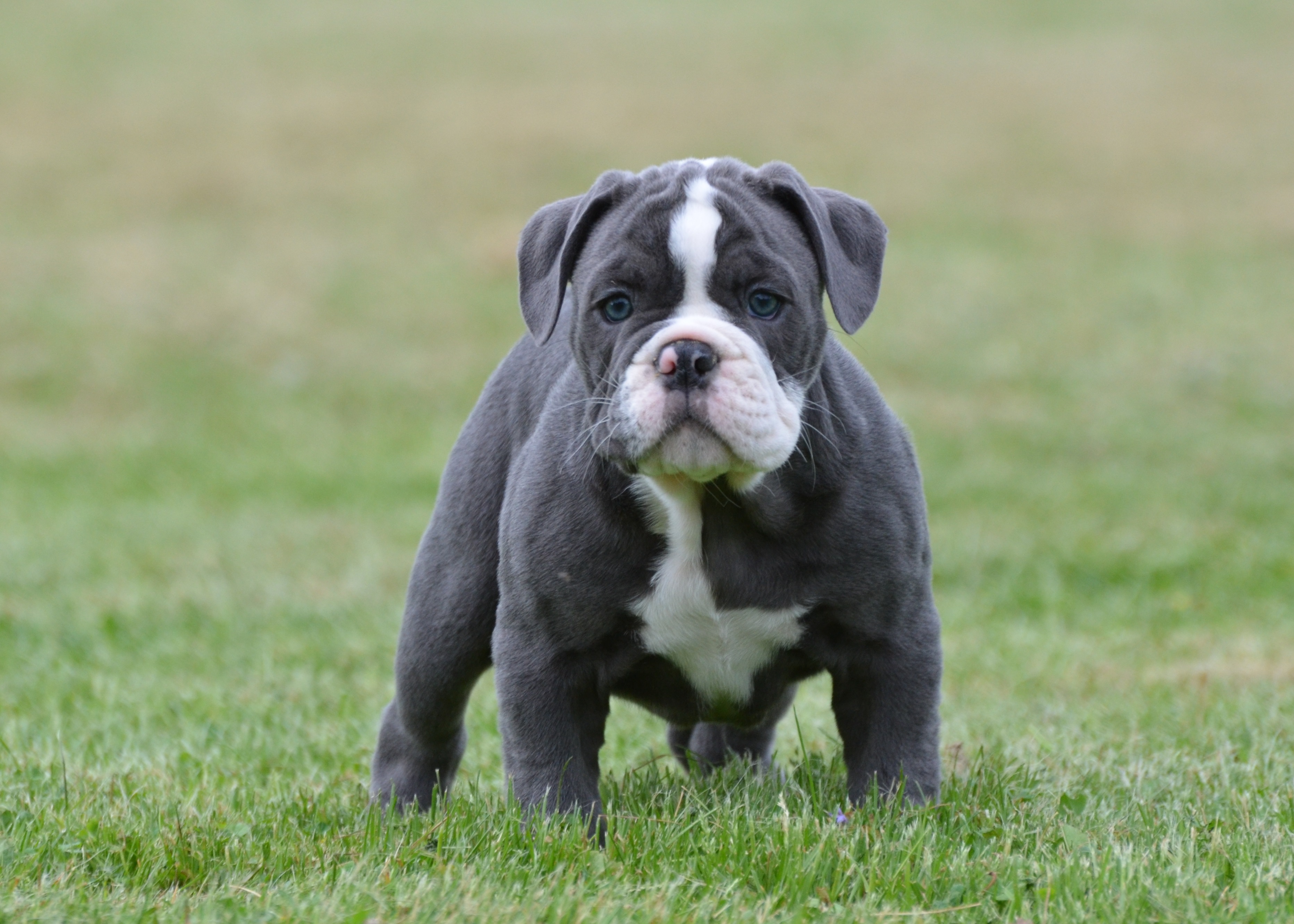 All Star Bulldogges - Olde English Bulldogges - Home