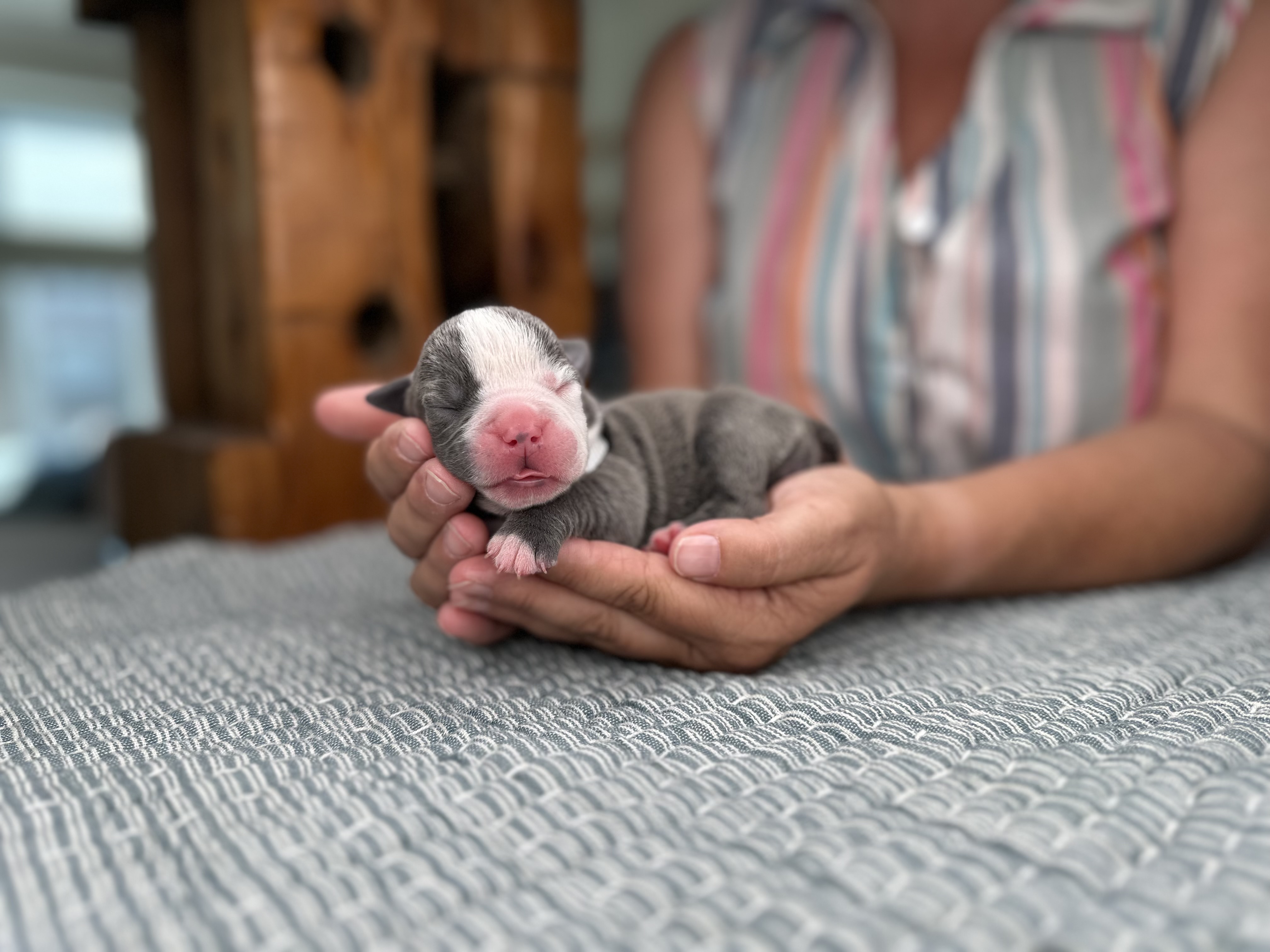 All Star Bulldogges - Gemma X Mint 2025