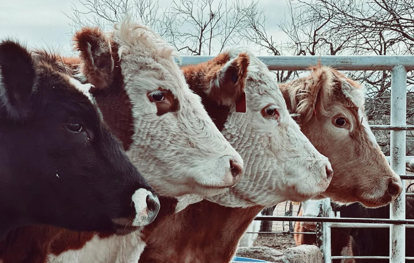 Double Rafter Cattle