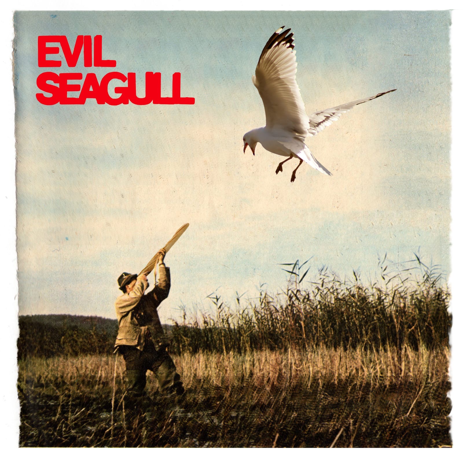 Evil seagull