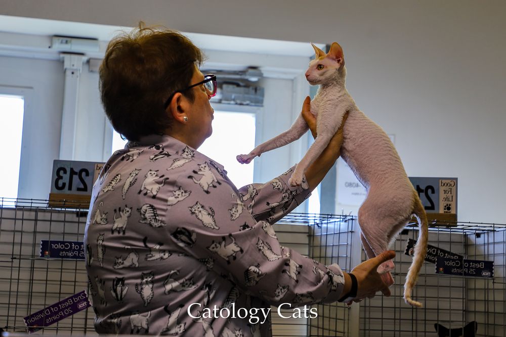 Catology Cats | Educational Cat Show & Expo in Reno, NV – February 2026