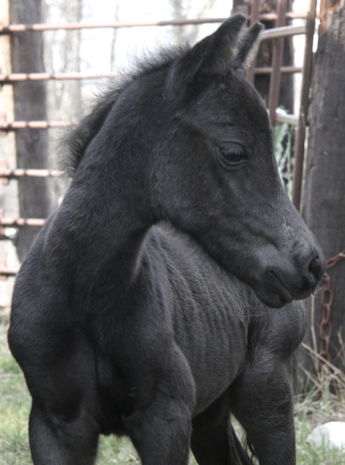 Thunder Spirit Ranch - Easy Six Kit