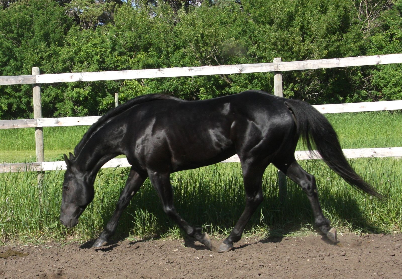 Thunder Spirit Ranch - Easy Six Kit