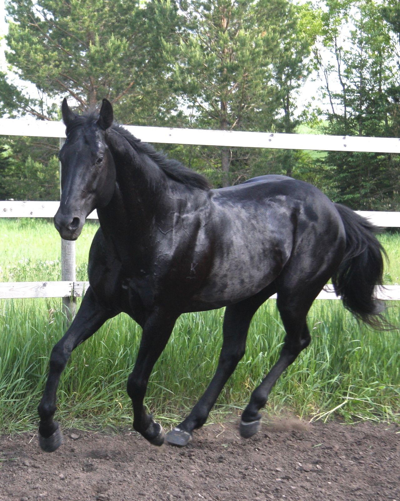 Thunder Spirit Ranch - Easy Six Kit