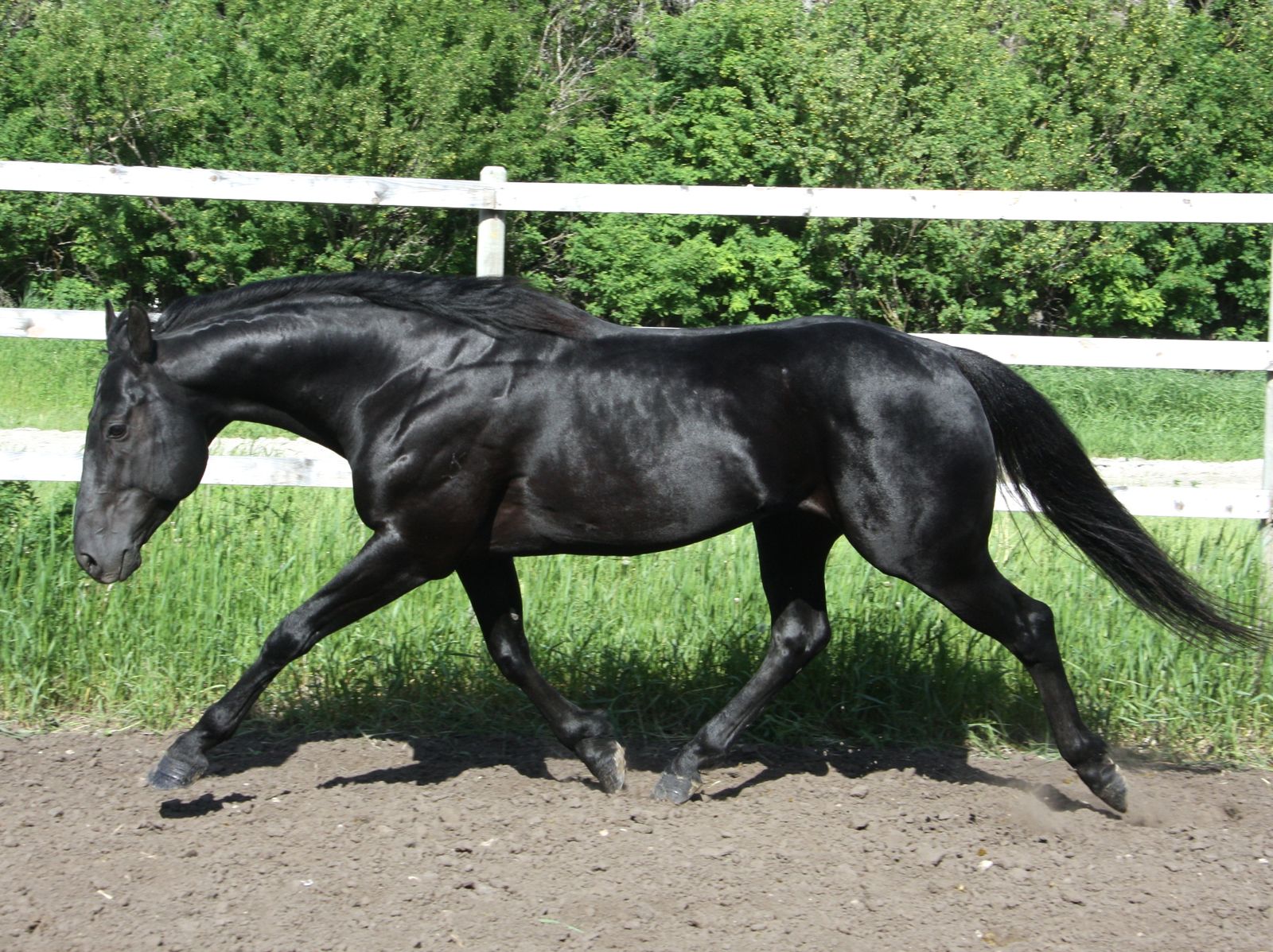 Thunder Spirit Ranch - Easy Six Kit