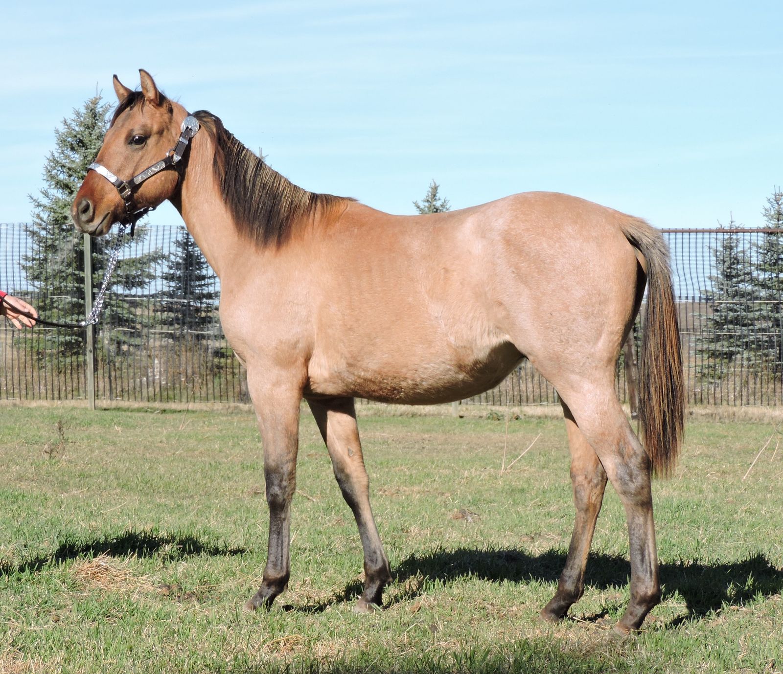 Thunder Spirit Ranch - Easy Six Kit