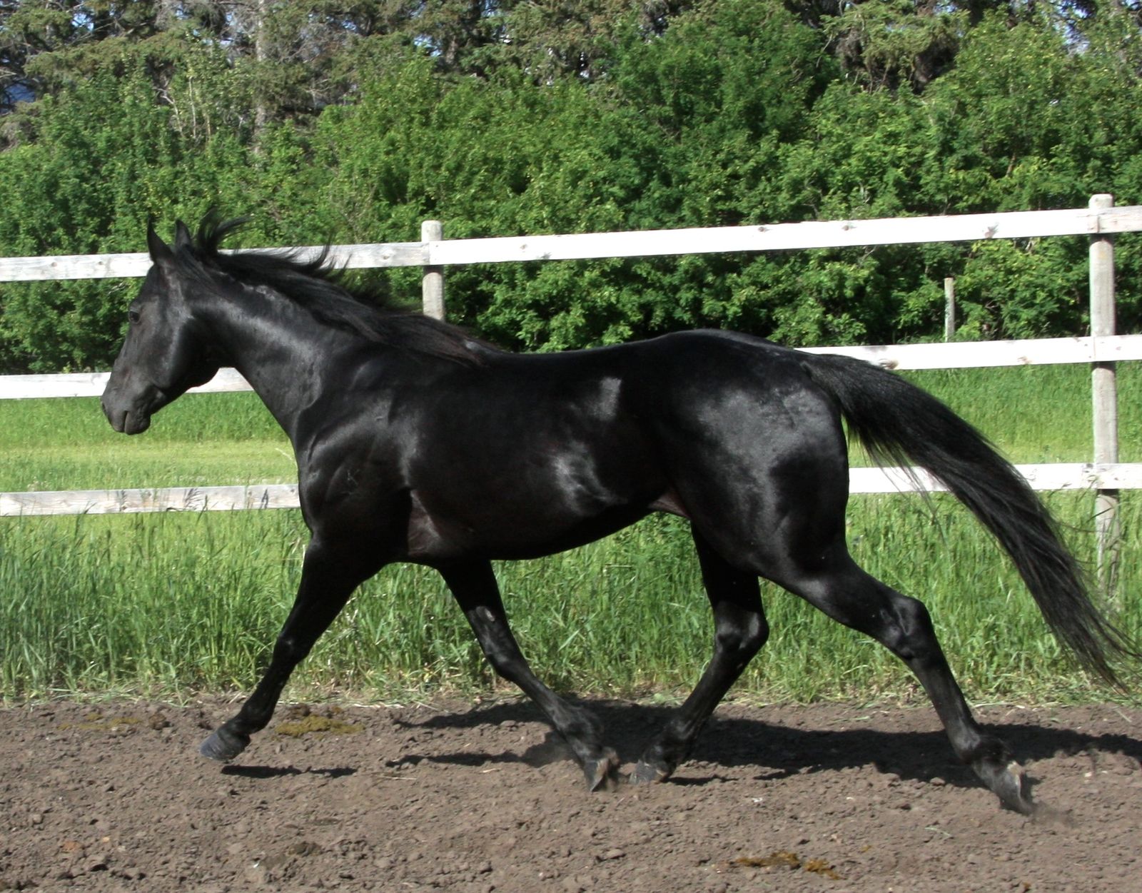 Thunder Spirit Ranch - Easy Six Kit