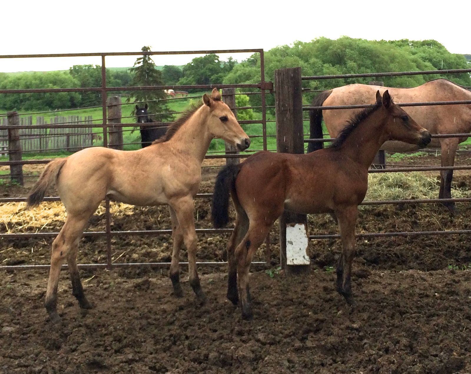 Thunder Spirit Ranch - Easy Six Kit