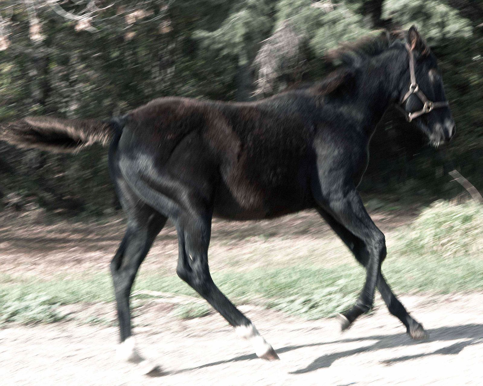 Thunder Spirit Ranch - Easy Six Kit