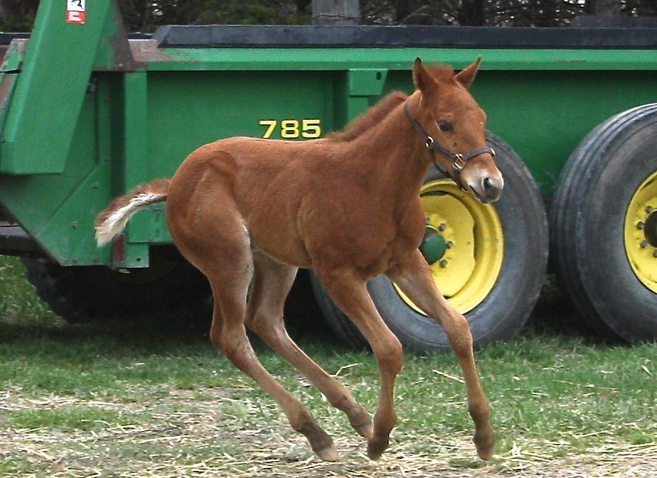 Thunder Spirit Ranch - Easy Six Kit