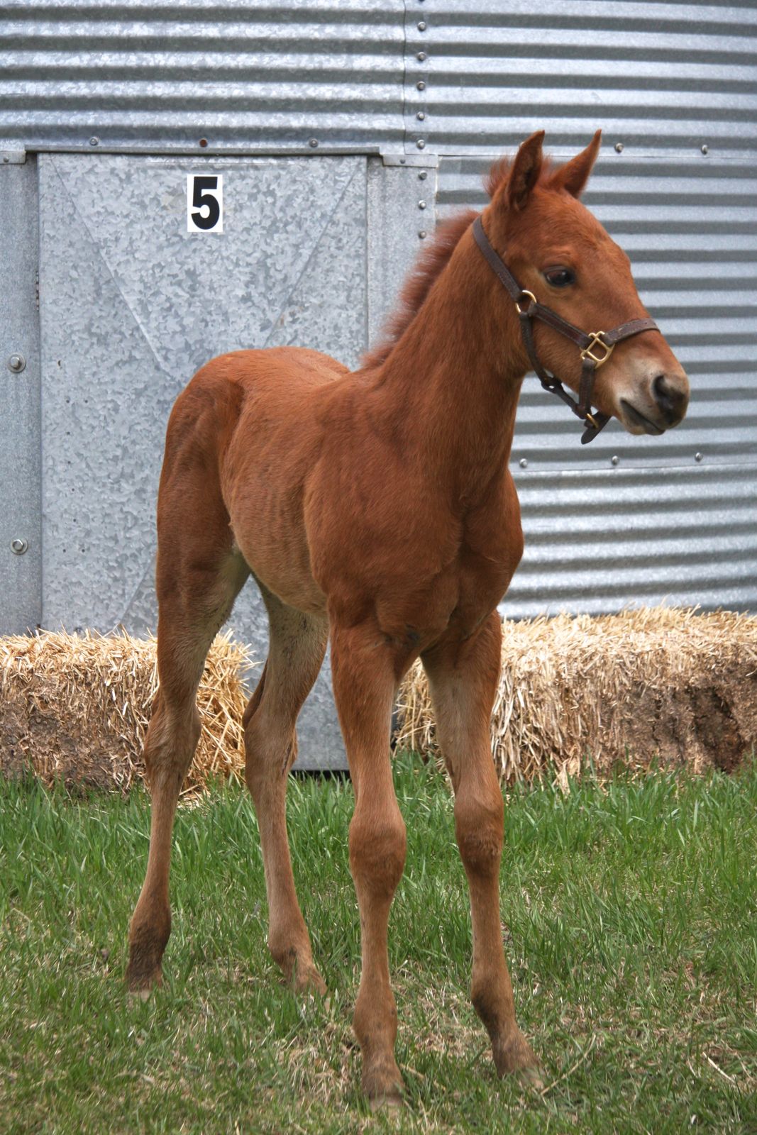Thunder Spirit Ranch - Easy Six Kit