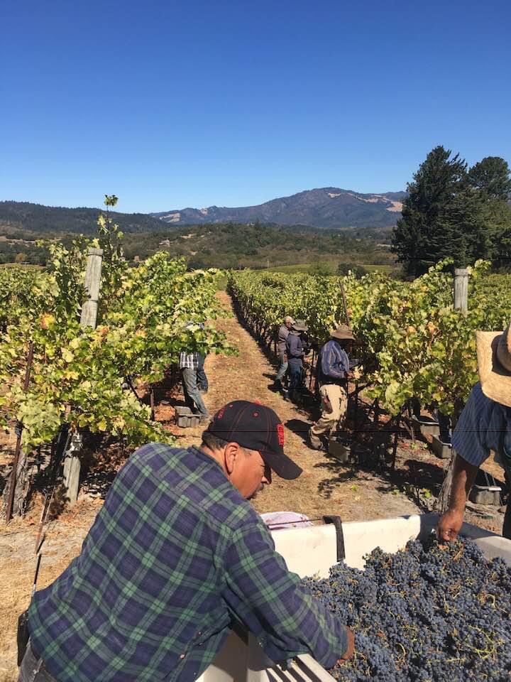 Pickleball? Pickleberry? Pickberry!