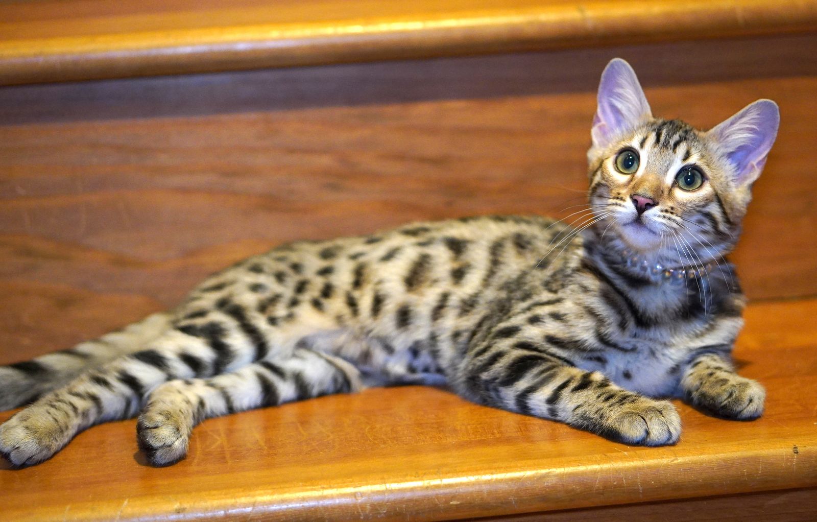 Tikka Sky Bengals - BENGAL KITTENS AVAILABLE