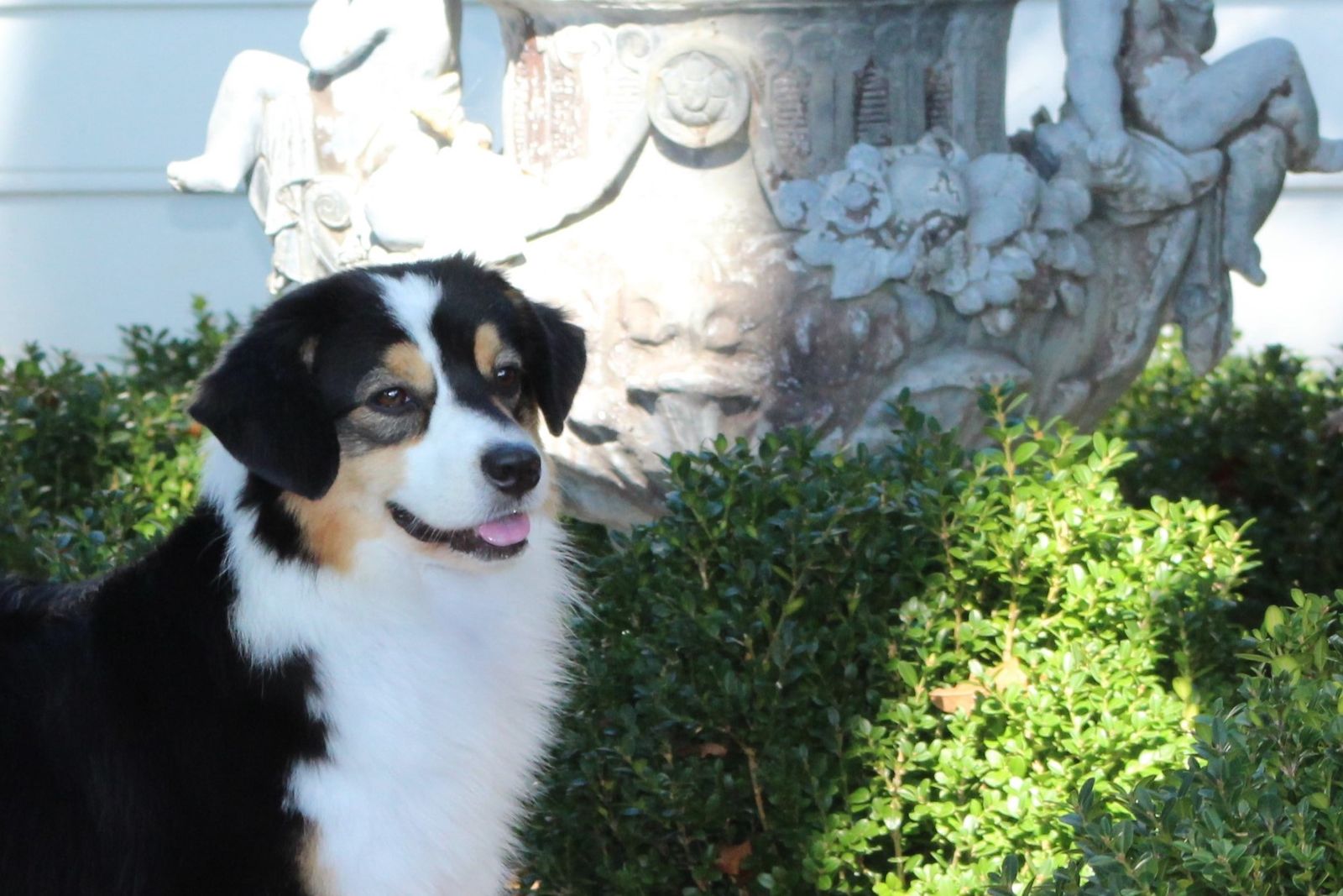 Milwin Australian Shepherds - Melody