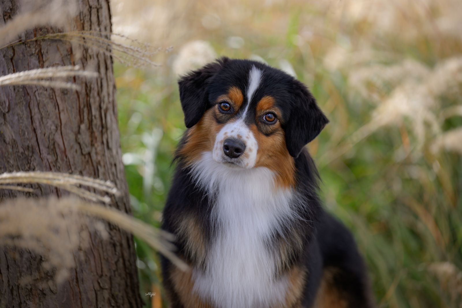 Milwin Australian Shepherds - Sami