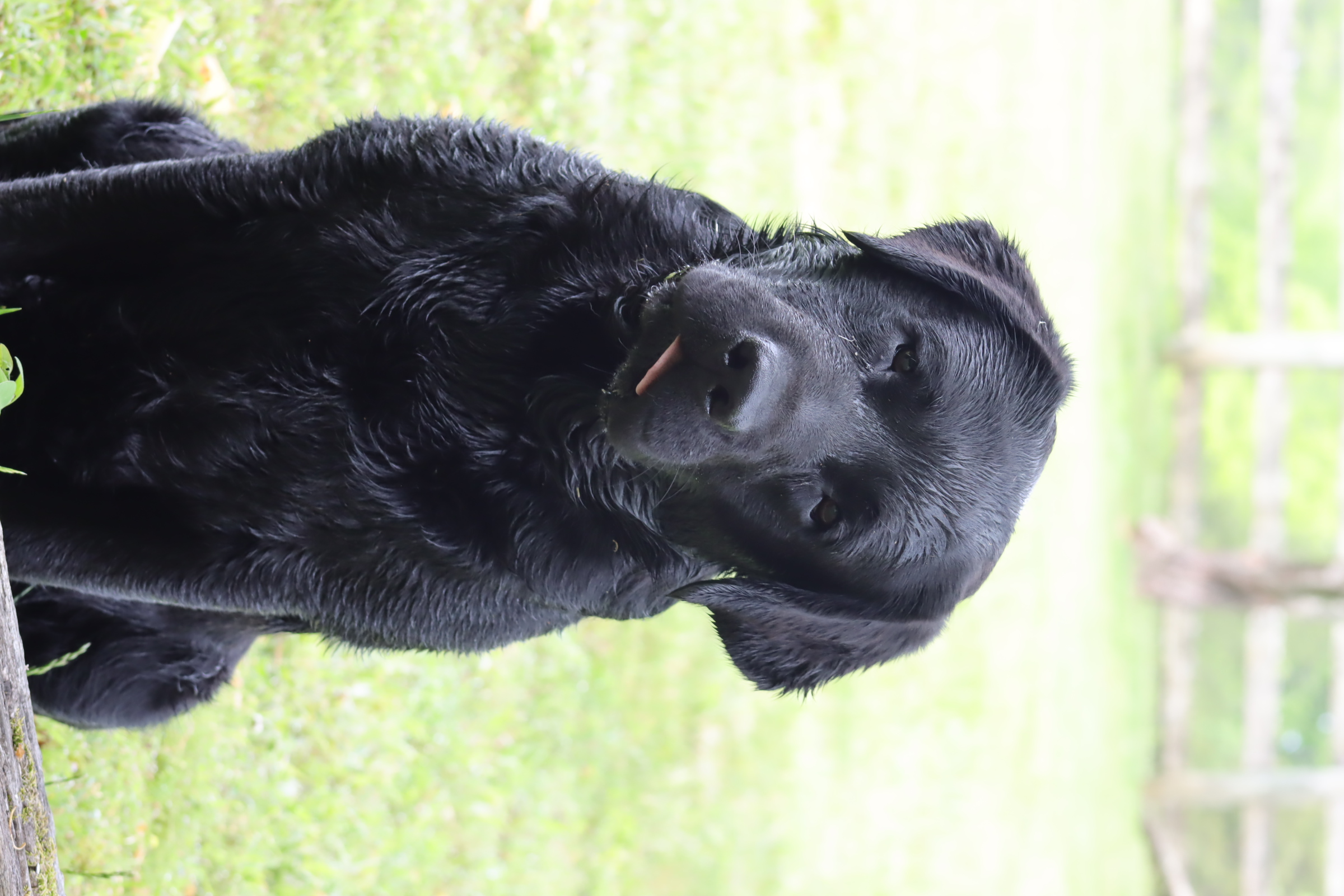 ASHLAND LABRADOR RETRIEVERS - Toug