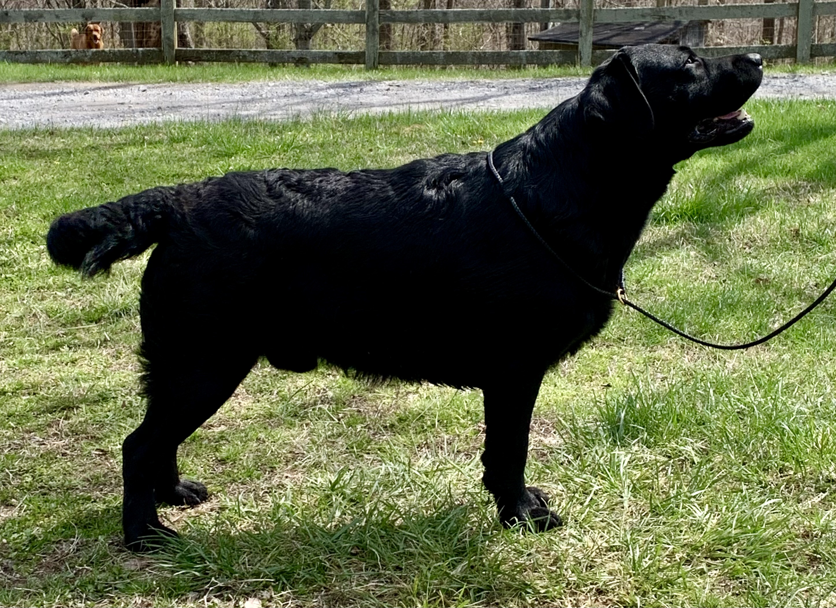 ASHLAND LABRADOR RETRIEVERS - Toug