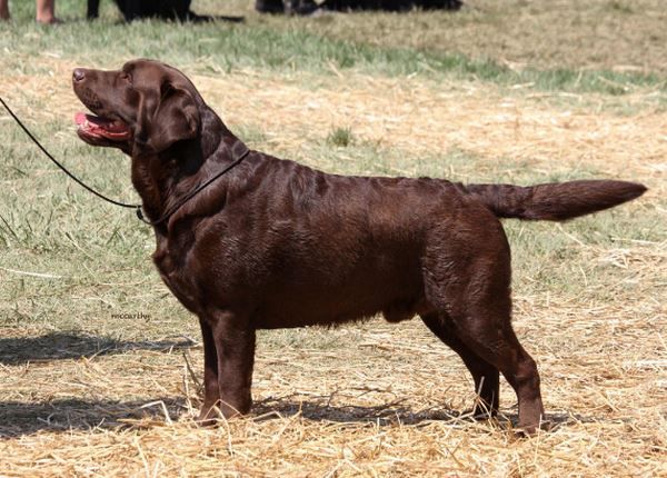 ASHLAND LABRADOR RETRIEVERS - Mazi
