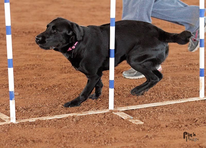 ASHLAND LABRADOR RETRIEVERS - Labs In Action