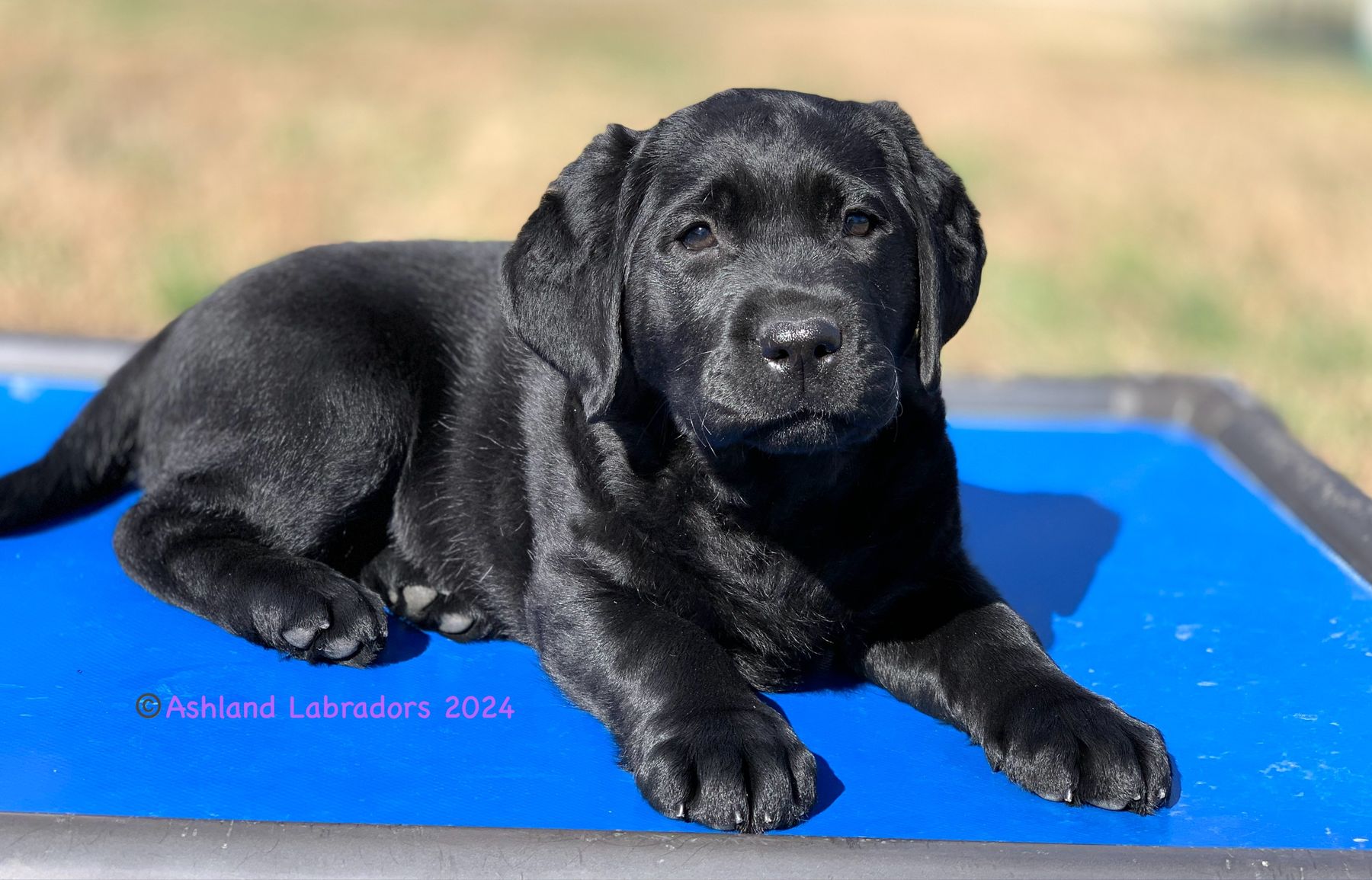 ASHLAND LABRADOR RETRIEVERS - Sommer