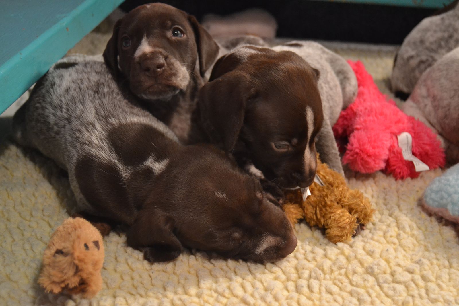 Claddaghkennels.com - Puppy Pictures