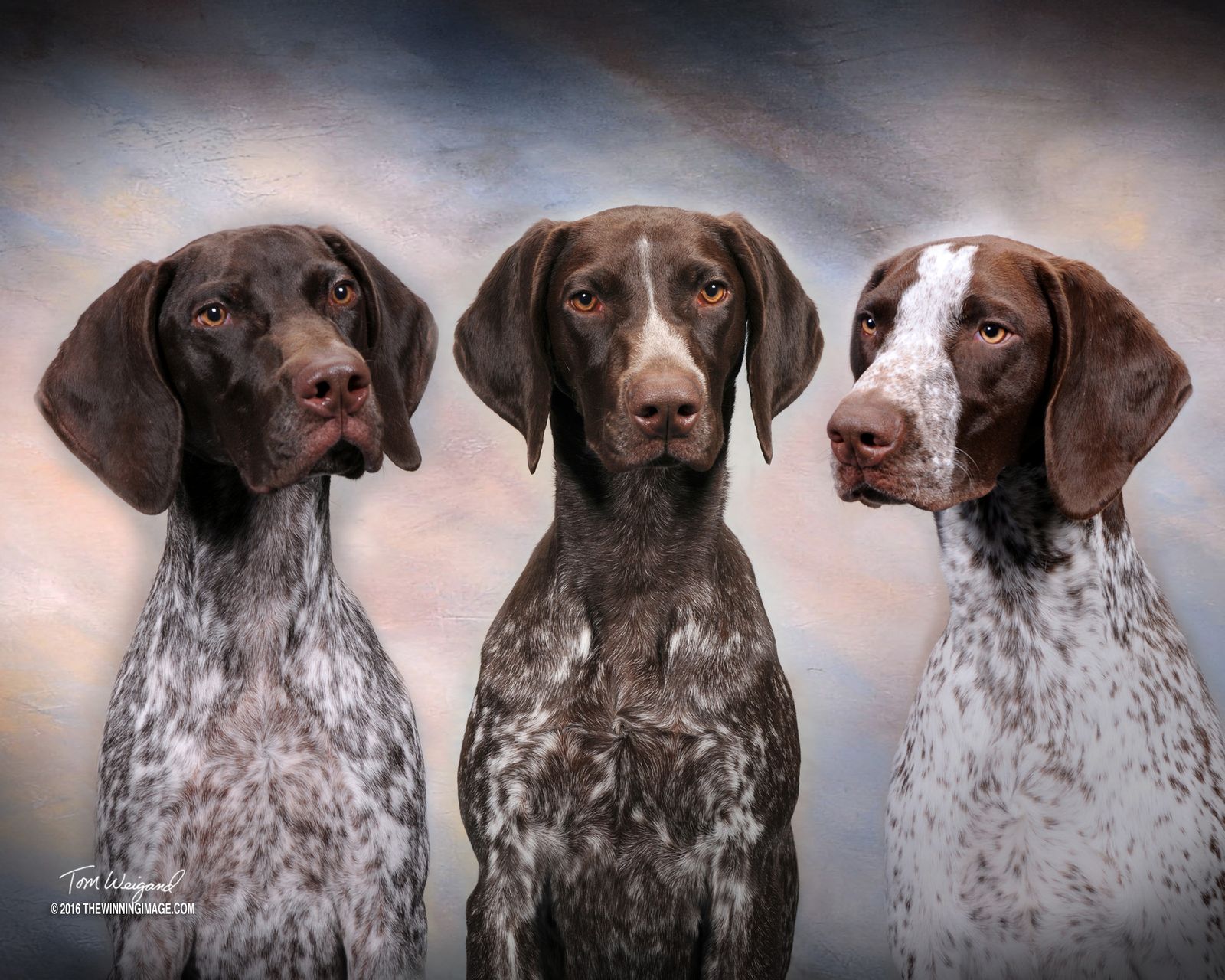 Claddaghkennels.com - Puppy Pictures