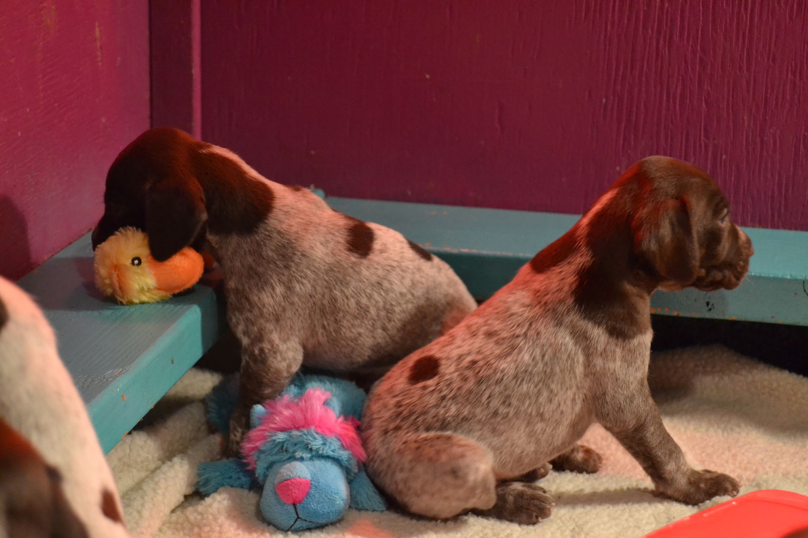 Claddaghkennels.com - Puppy Pictures