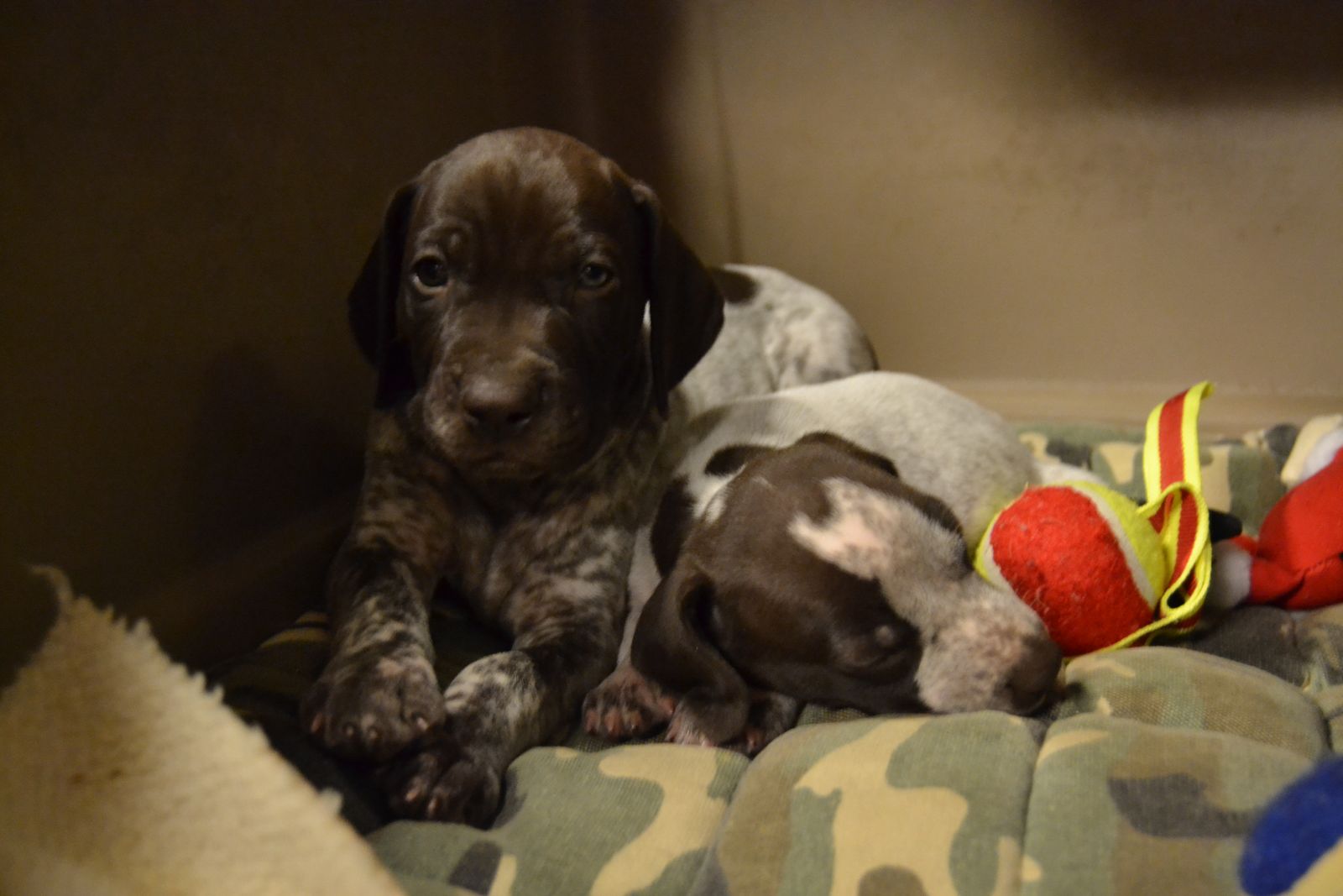 Claddaghkennels.com - Puppy Pictures