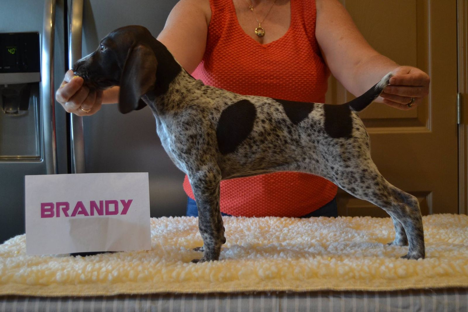 Claddaghkennels.com - Puppy Pictures