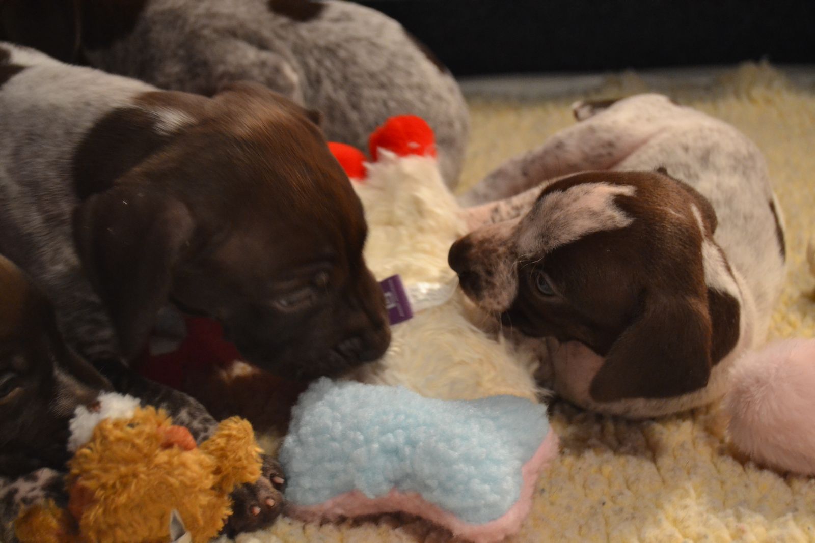 Claddaghkennels.com - Puppy Pictures