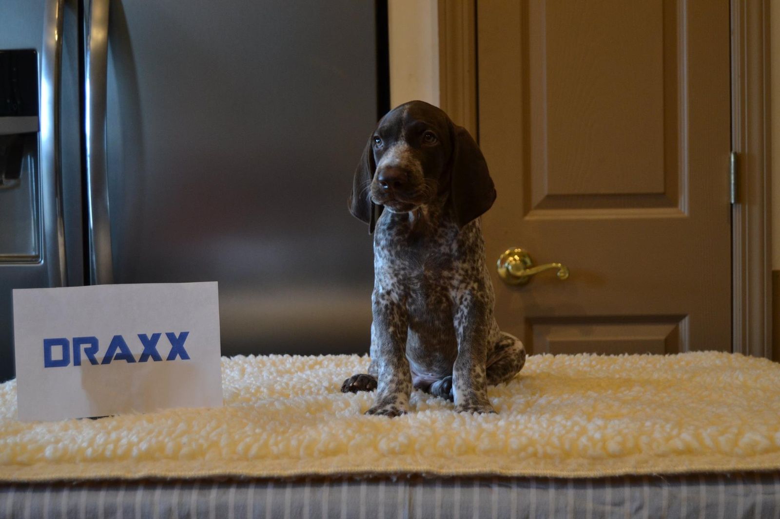 Claddaghkennels.com - Puppy Pictures