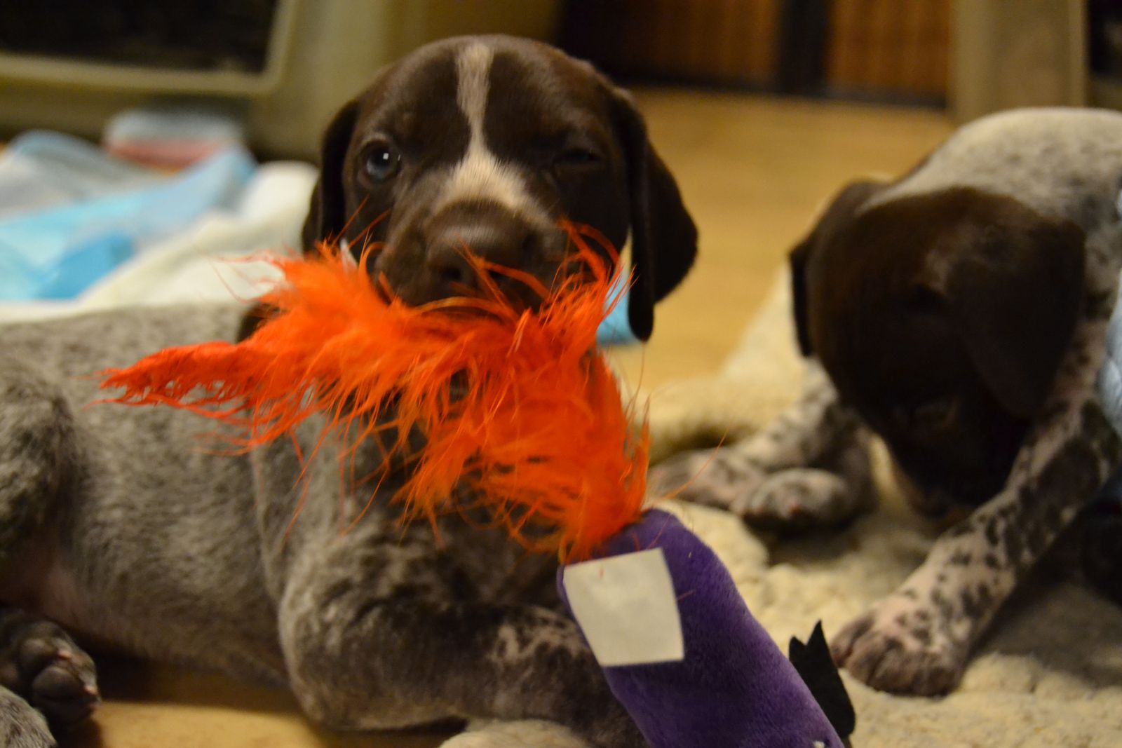 Claddaghkennels.com - Puppy Pictures