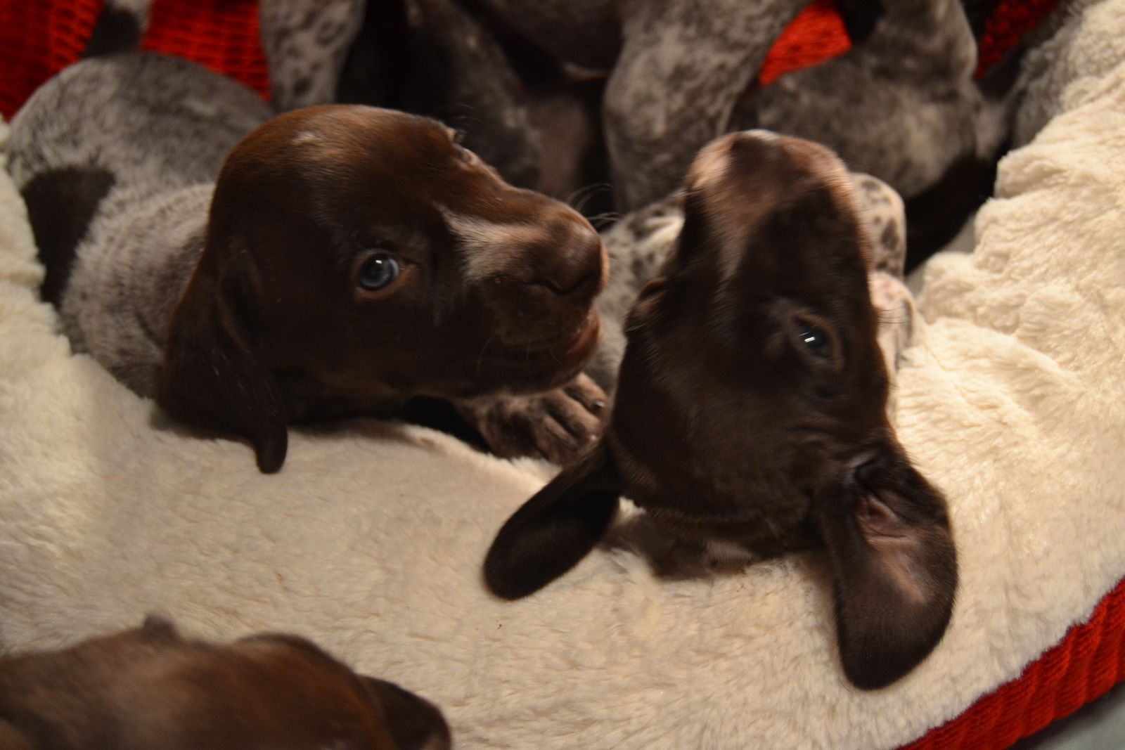 Claddaghkennels.com - Puppy Pictures