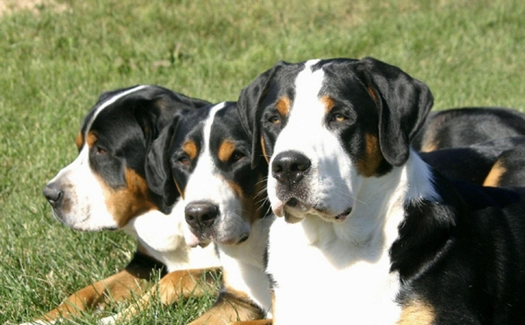 Au Reult SD Swissys-Vallhunds - Adoptions