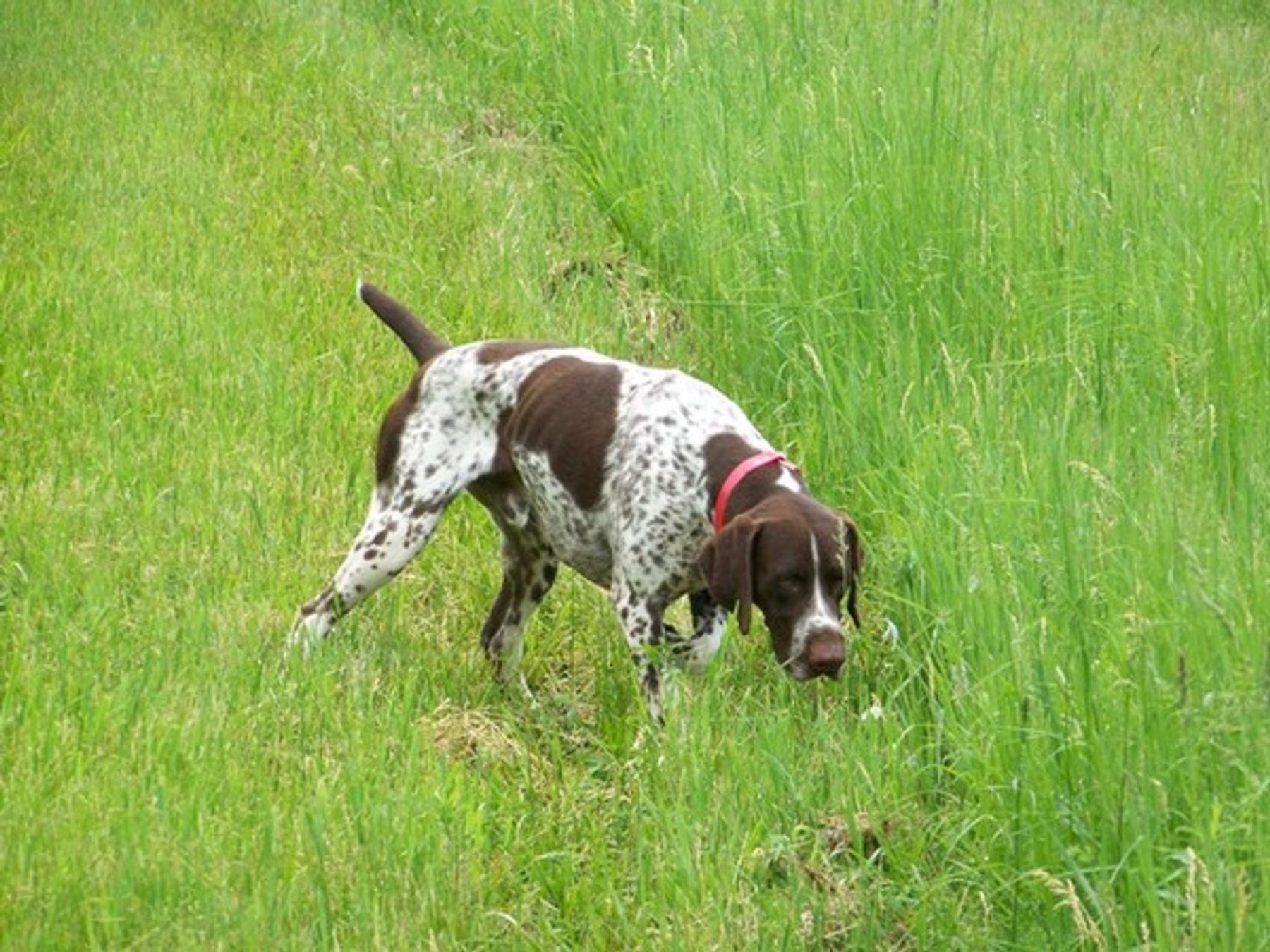 Olde Ridge Kennels, reg. est. 1983 - GSP Boys