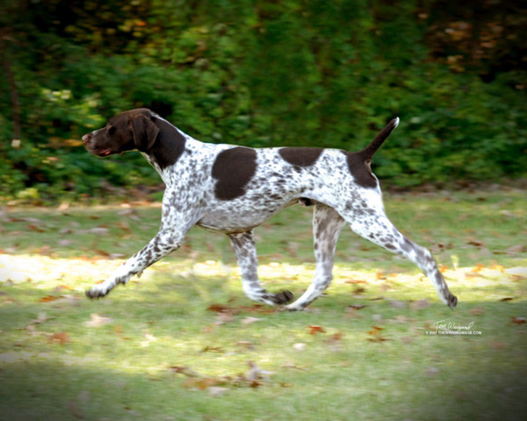 Olde Ridge Kennels, reg. est. 1983