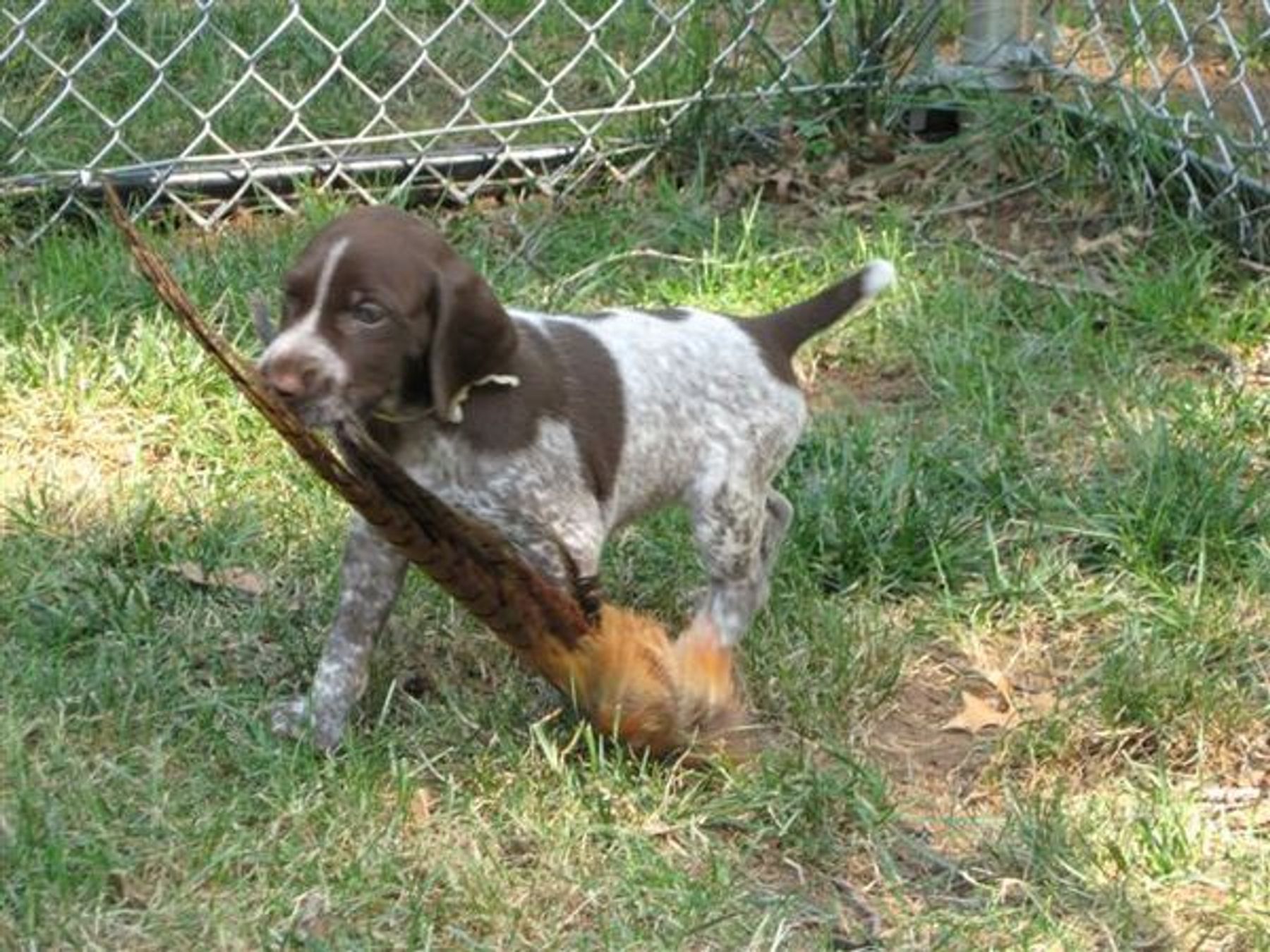 Olde Ridge Kennels, reg. est. 1983 - Puppy Application