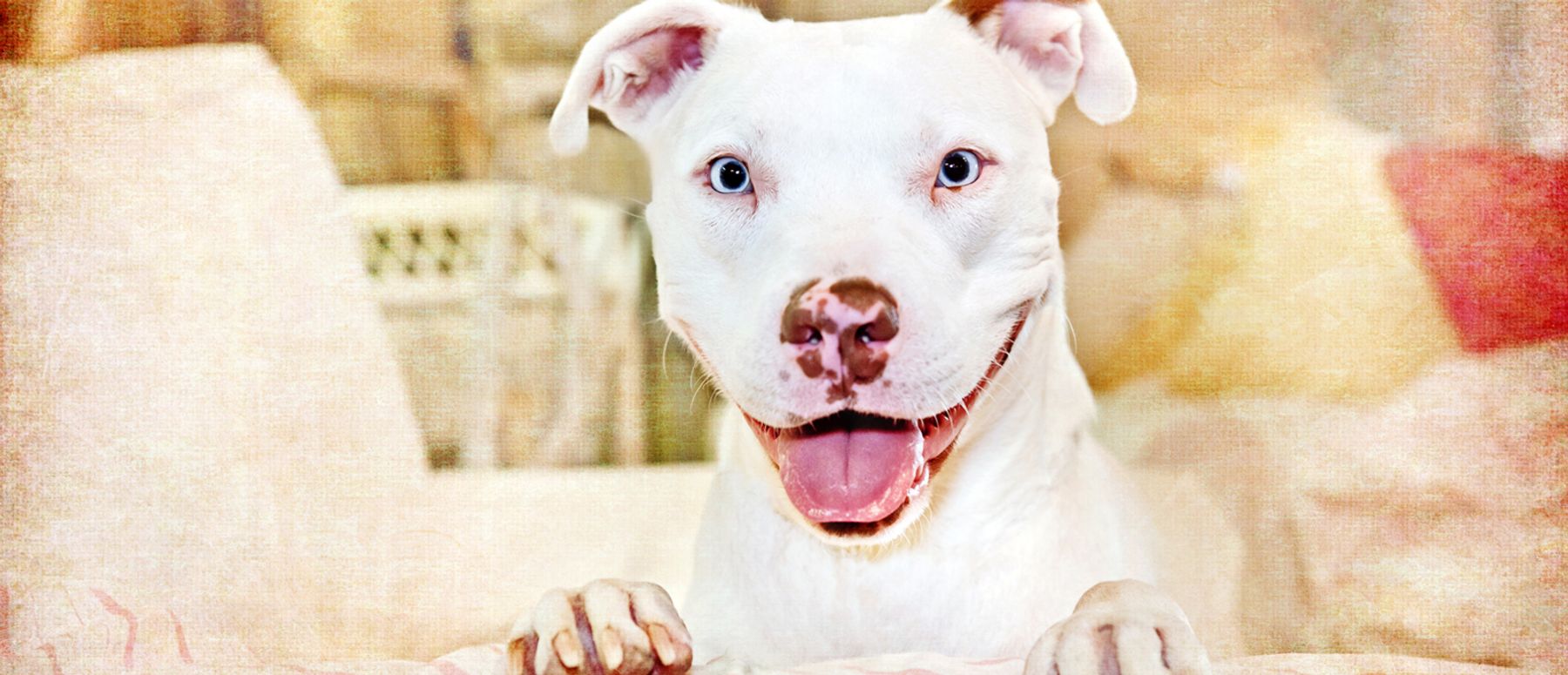 Mayday Pit Bull Rescue