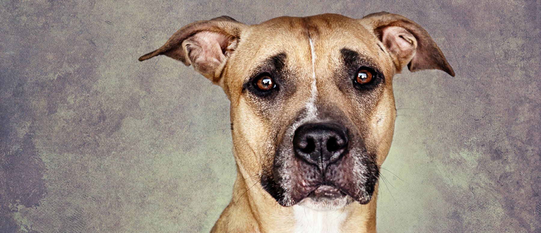 Mayday Pit Bull Rescue