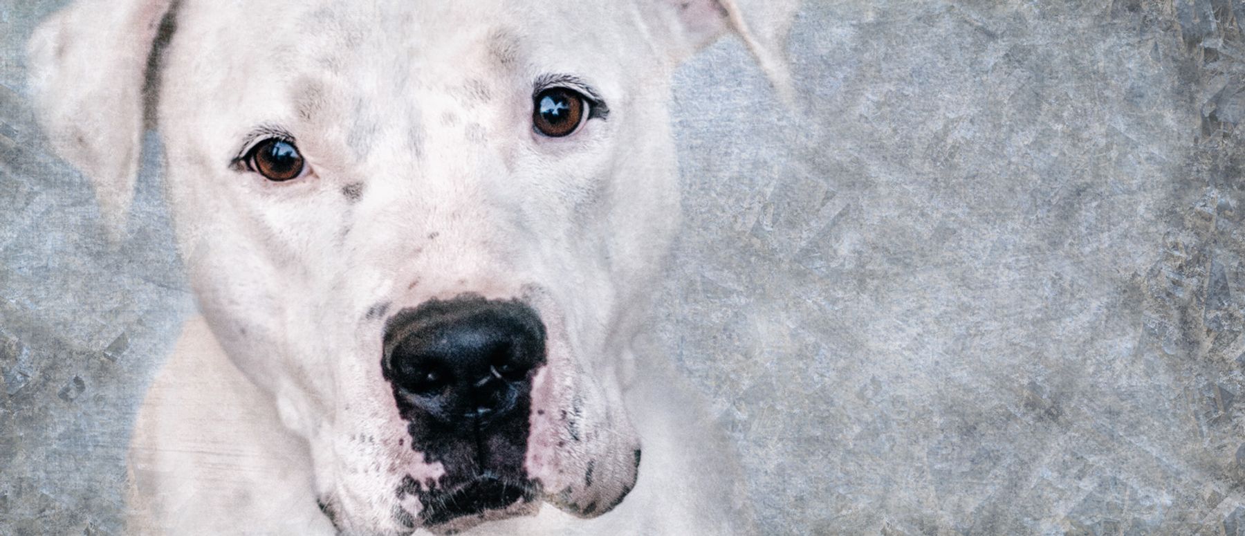Mayday Pit Bull Rescue