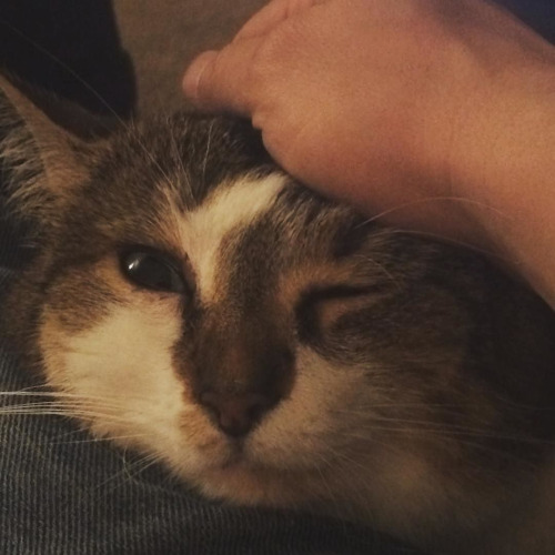 Argh, matey… #cat #feline #pirate #one #eyed #willie #pet...